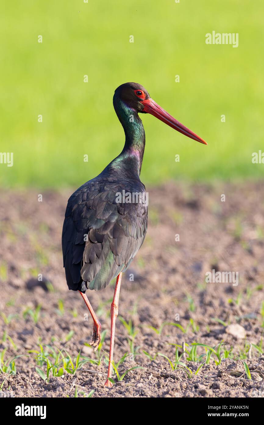 Black stork in nature hi-res stock photography and images - Alamy