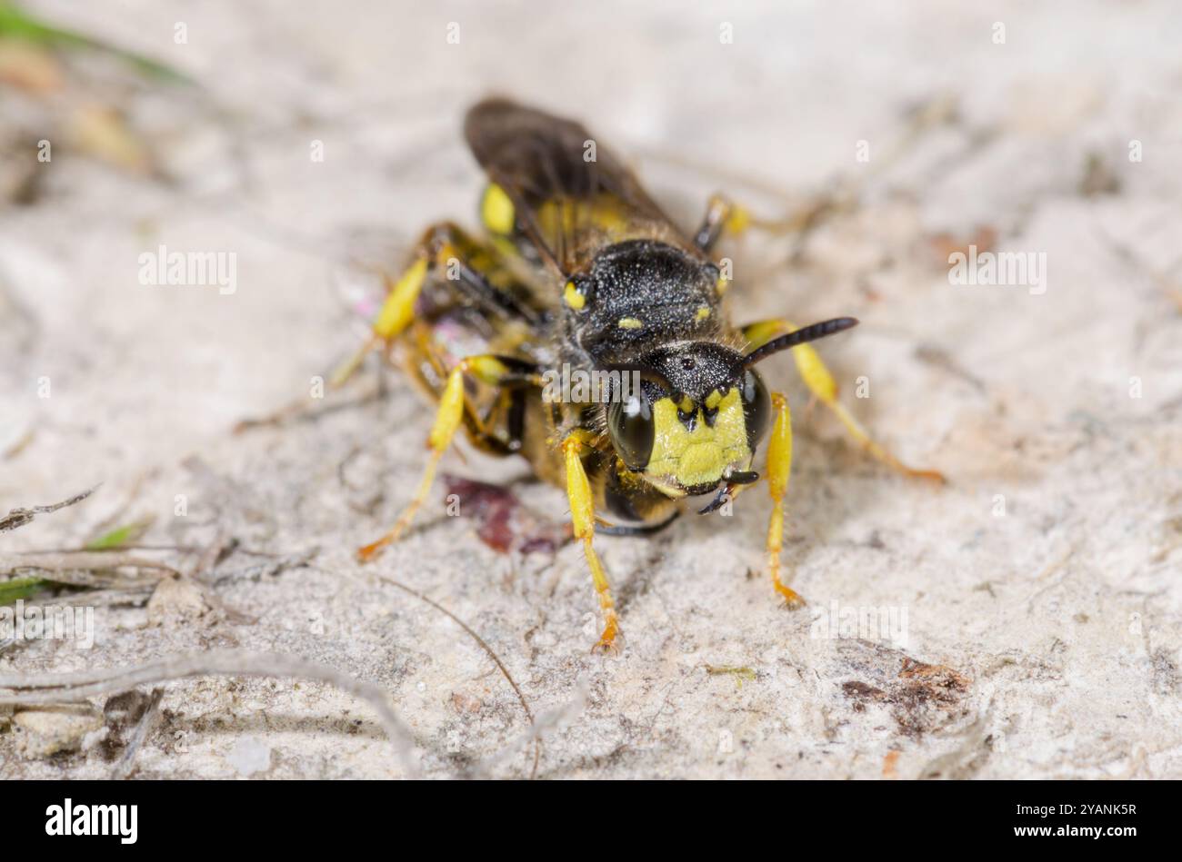 Ornate tailed Digger Wasp (Cerceris rybyensis) with Bee prey near ...