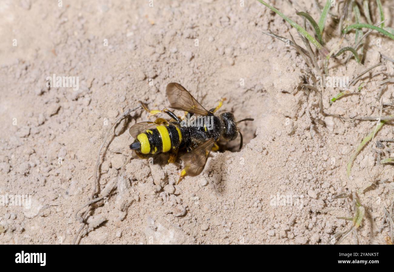 Ornate tailed Digger Wasp (Cerceris rybyensis) with Bee prey near ...