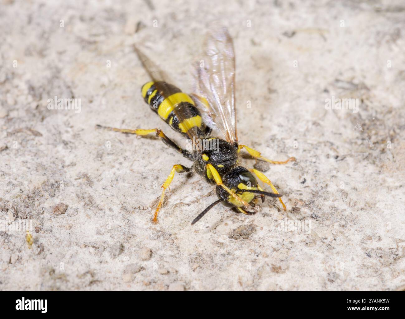 Female Ornate tailed Digger Wasp (Cerceris rybyensis). Crabronidae ...