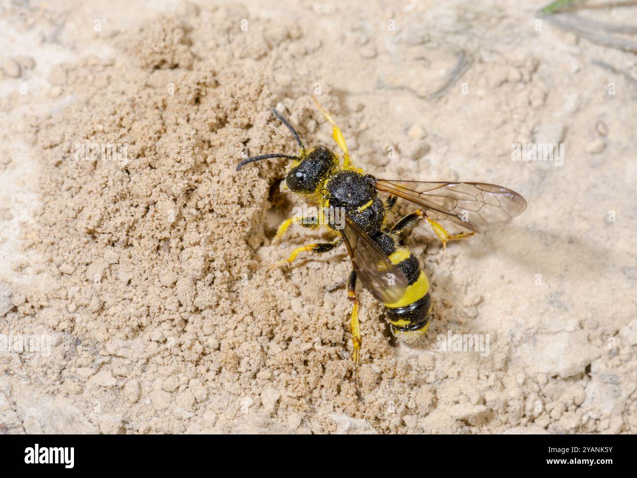 Ornate tailed Digger Wasp (Cerceris rybyensis) near burrow. Crabronidae ...