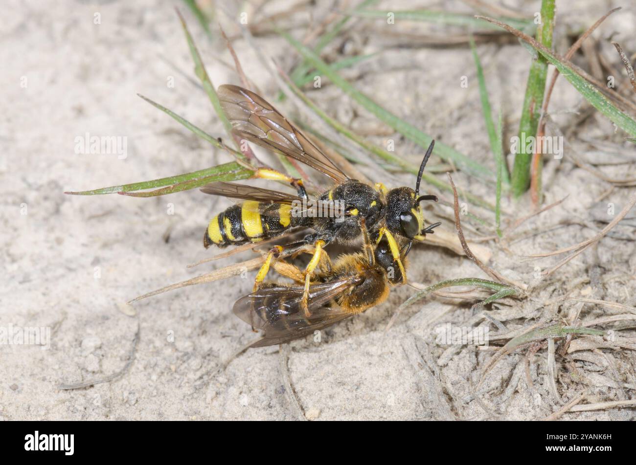 Ornate tailed Digger Wasp (Cerceris rybyensis) with Bee prey near ...