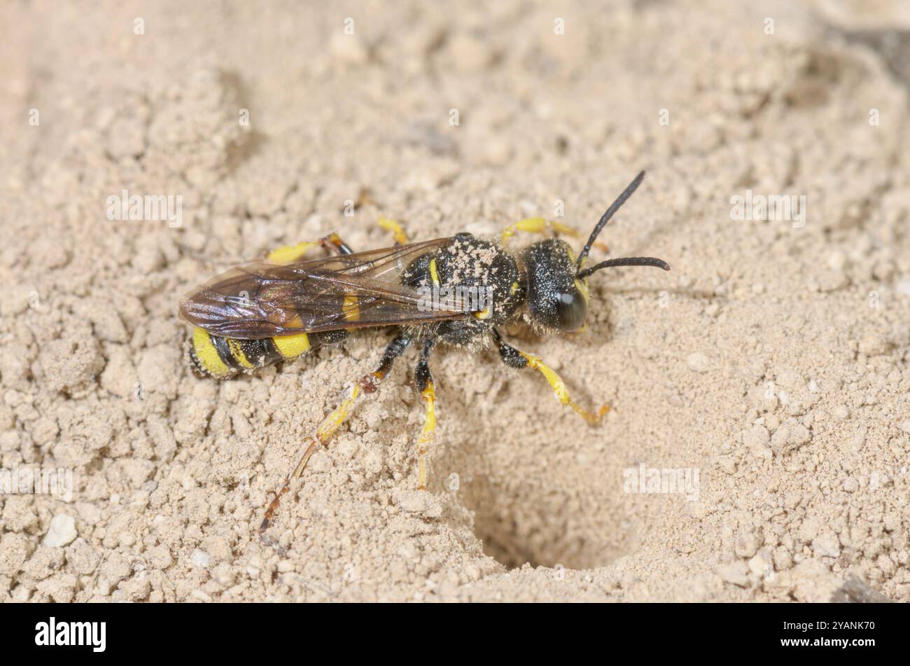 Ornate tailed Digger Wasp (Cerceris rybyensis) near burrow. Crabronidae ...