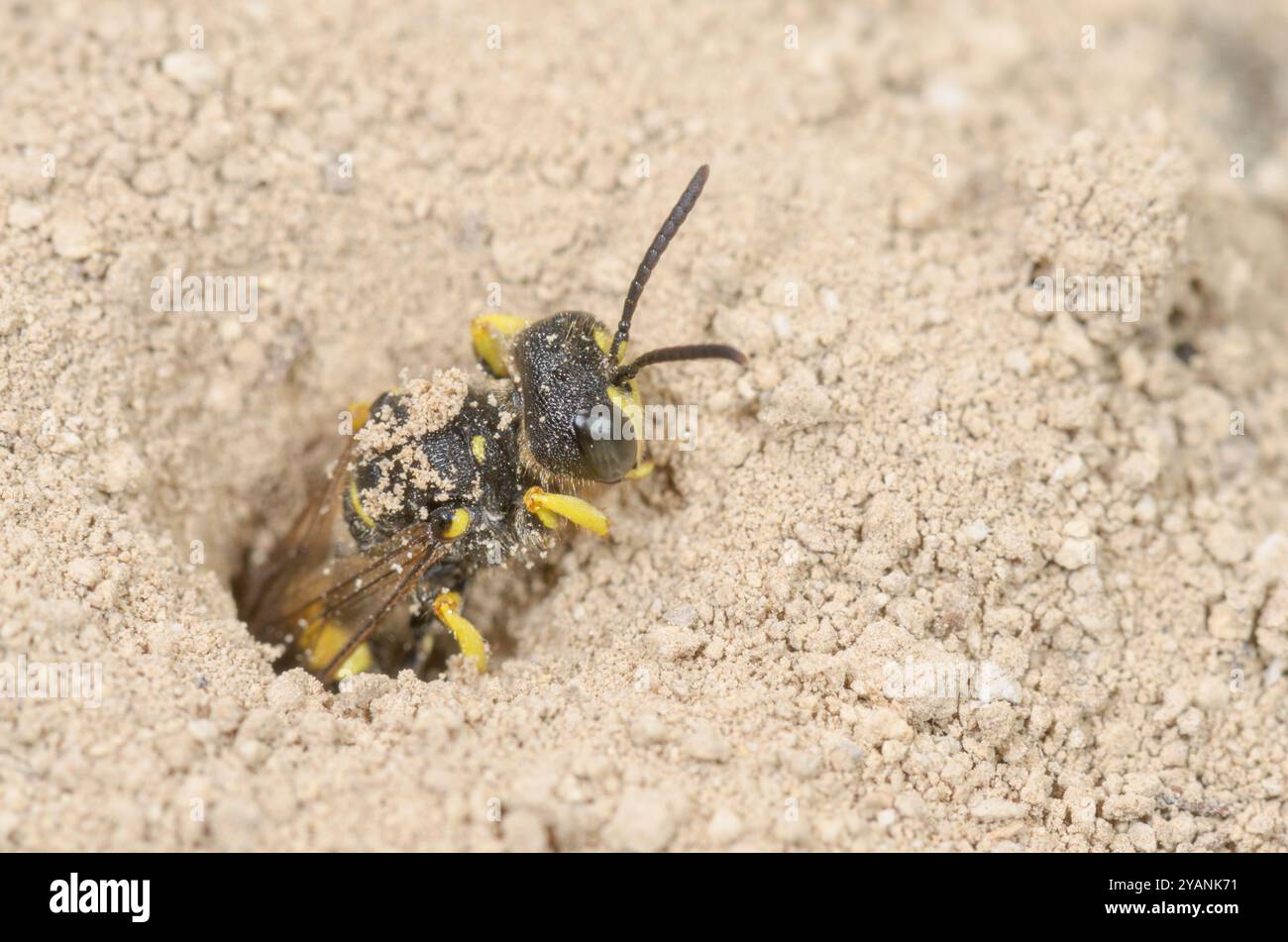 Ornate tailed Digger Wasp (Cerceris rybyensis) emerging from burrow ...