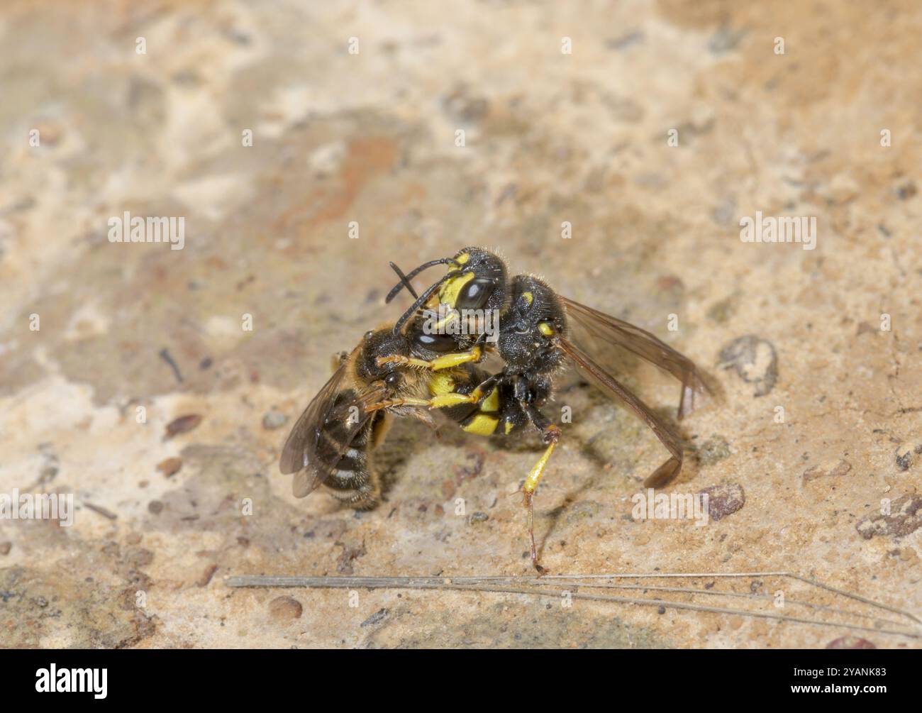Ornate tailed Digger Wasp (Cerceris rybyensis) stinging Bee prey near ...