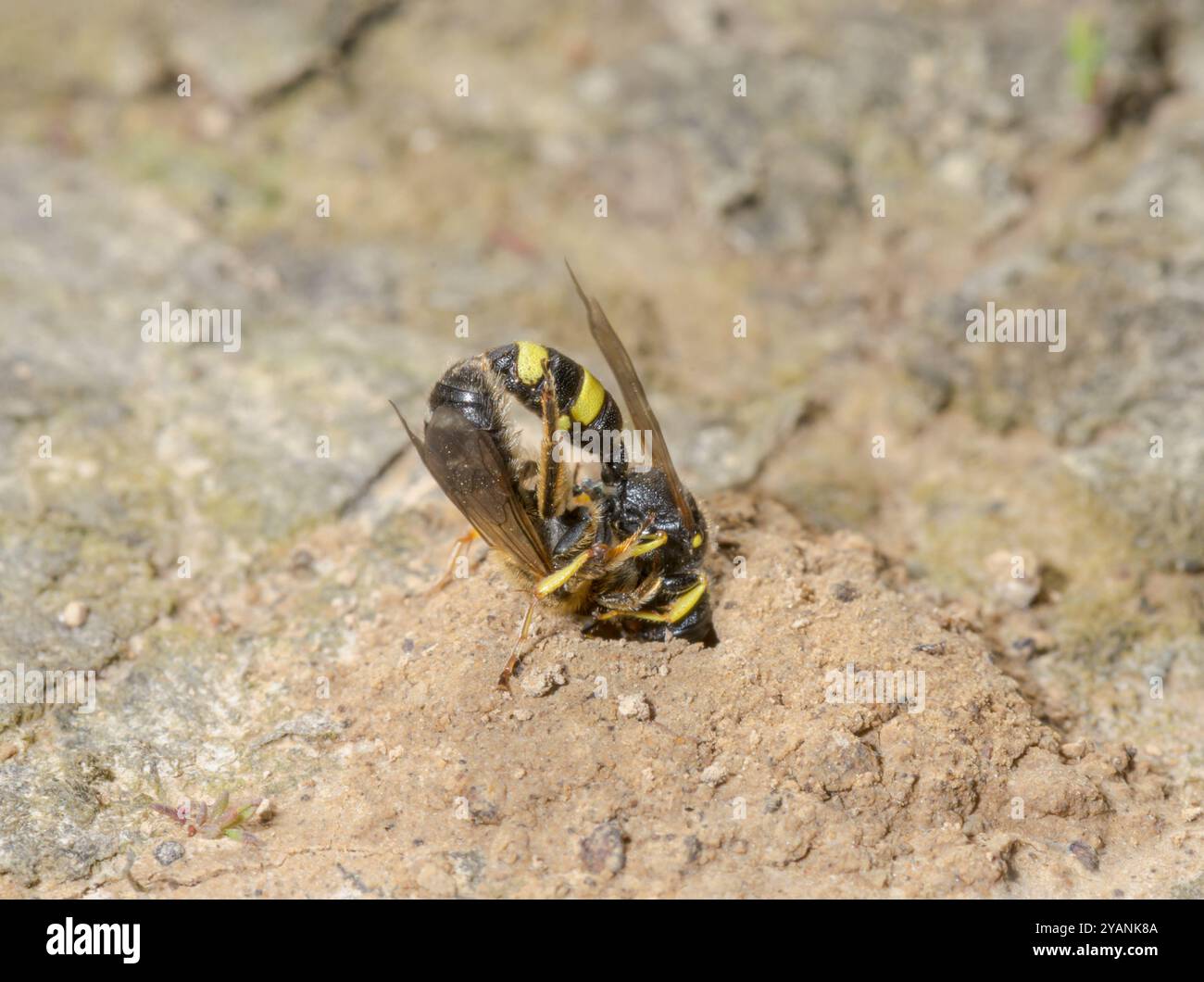 Ornate tailed Digger Wasp (Cerceris rybyensis) with Bee prey near ...