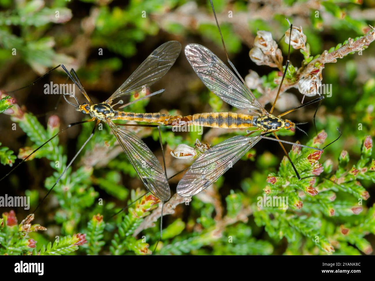 Pair of very rare Sussex Tiger Craneflies (Nephrotoma sullingtoniensis ...