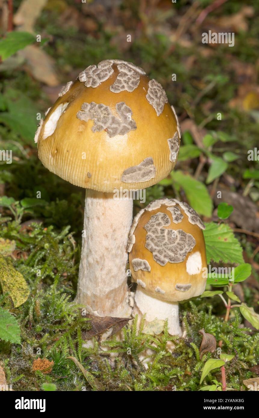 Snakeskin Grisette Toadstool (Amanita ceciliae). Amanitidae. Sussex, UK ...