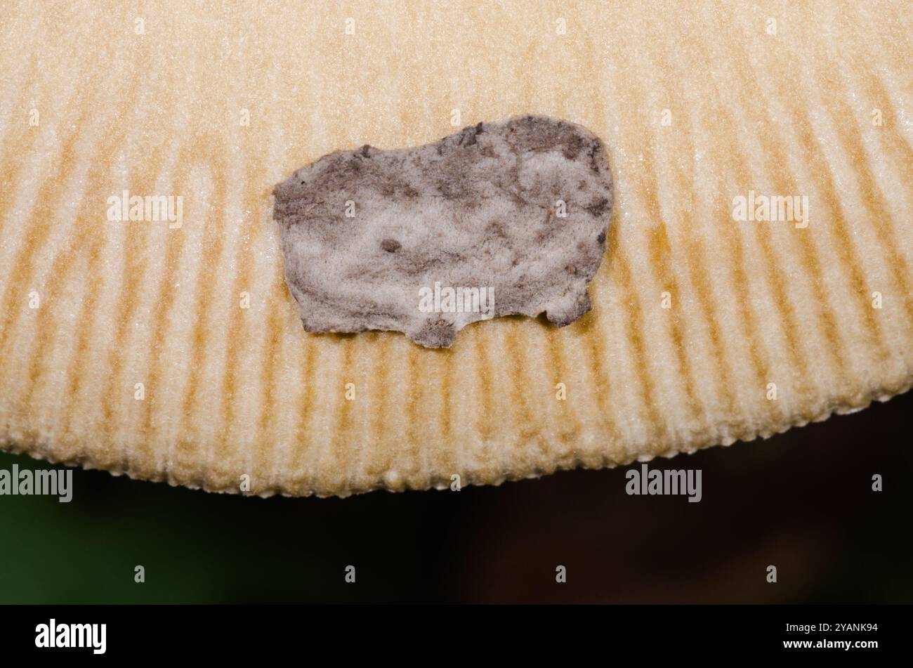 Close up Snakeskin Grisette Toadstool (Amanita ceciliae) showing grey ...