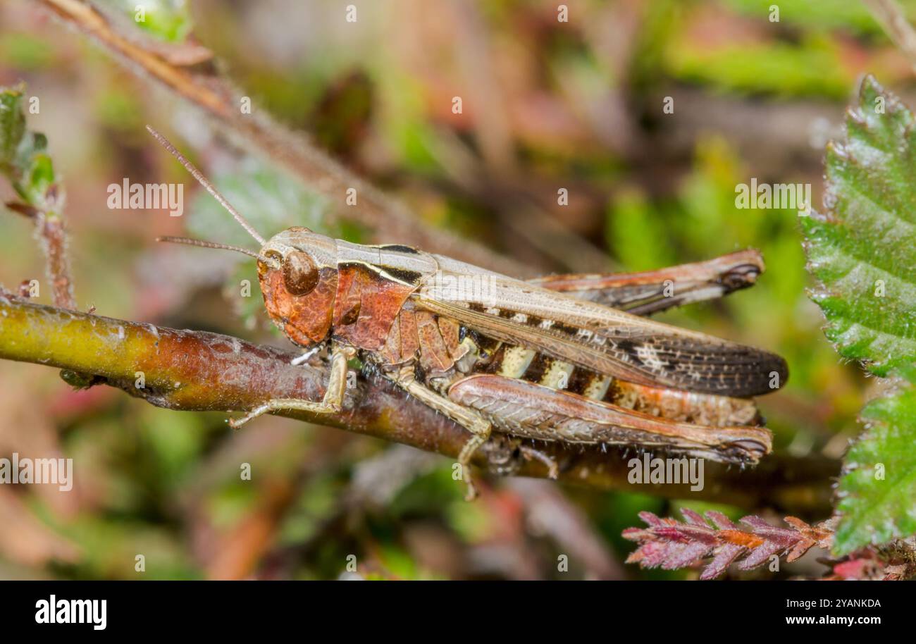Grasshopper grasshoppers orthoptera insect hi-res stock photography and ...