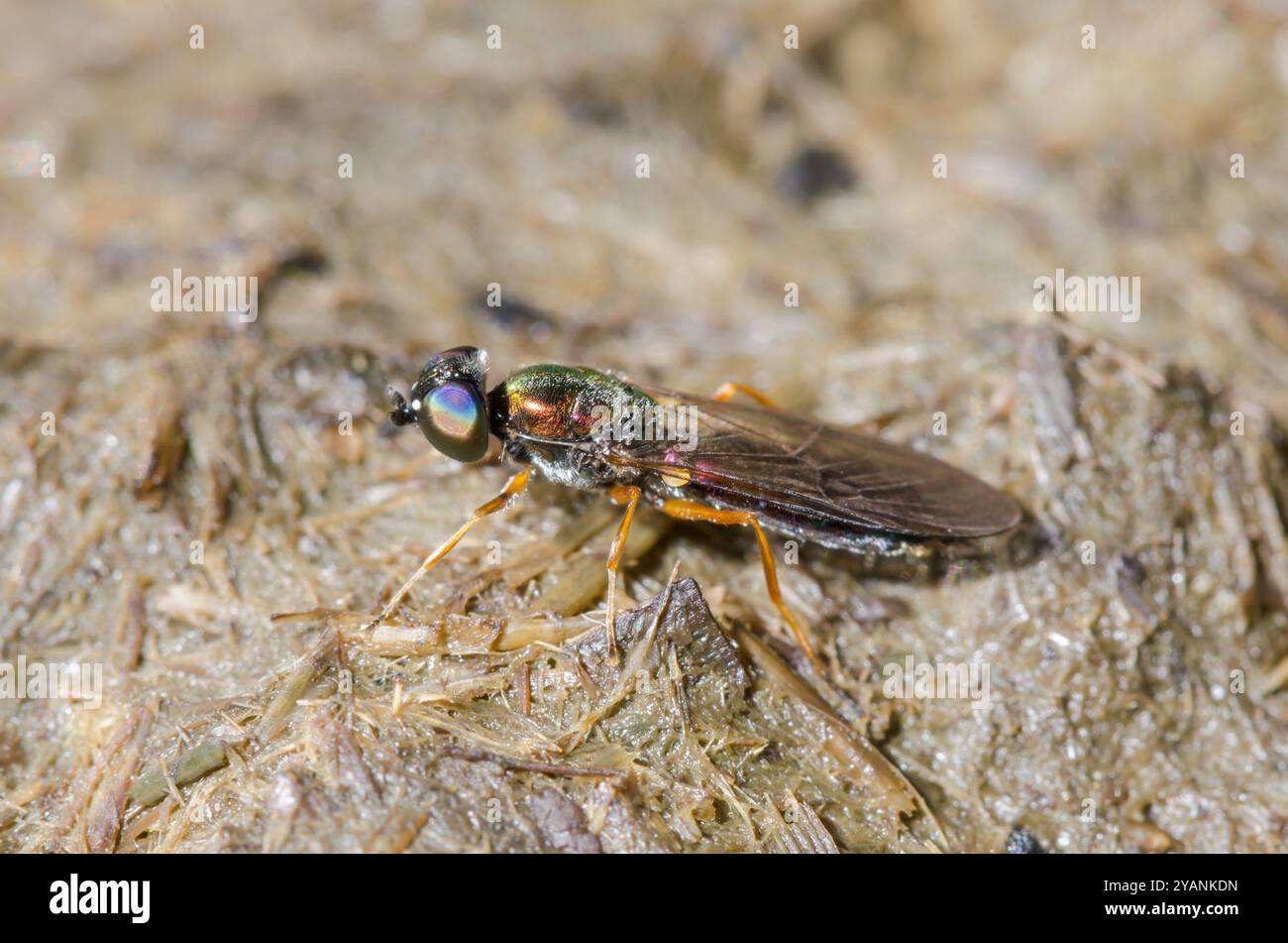 Sargus flavipes hi-res stock photography and images - Alamy
