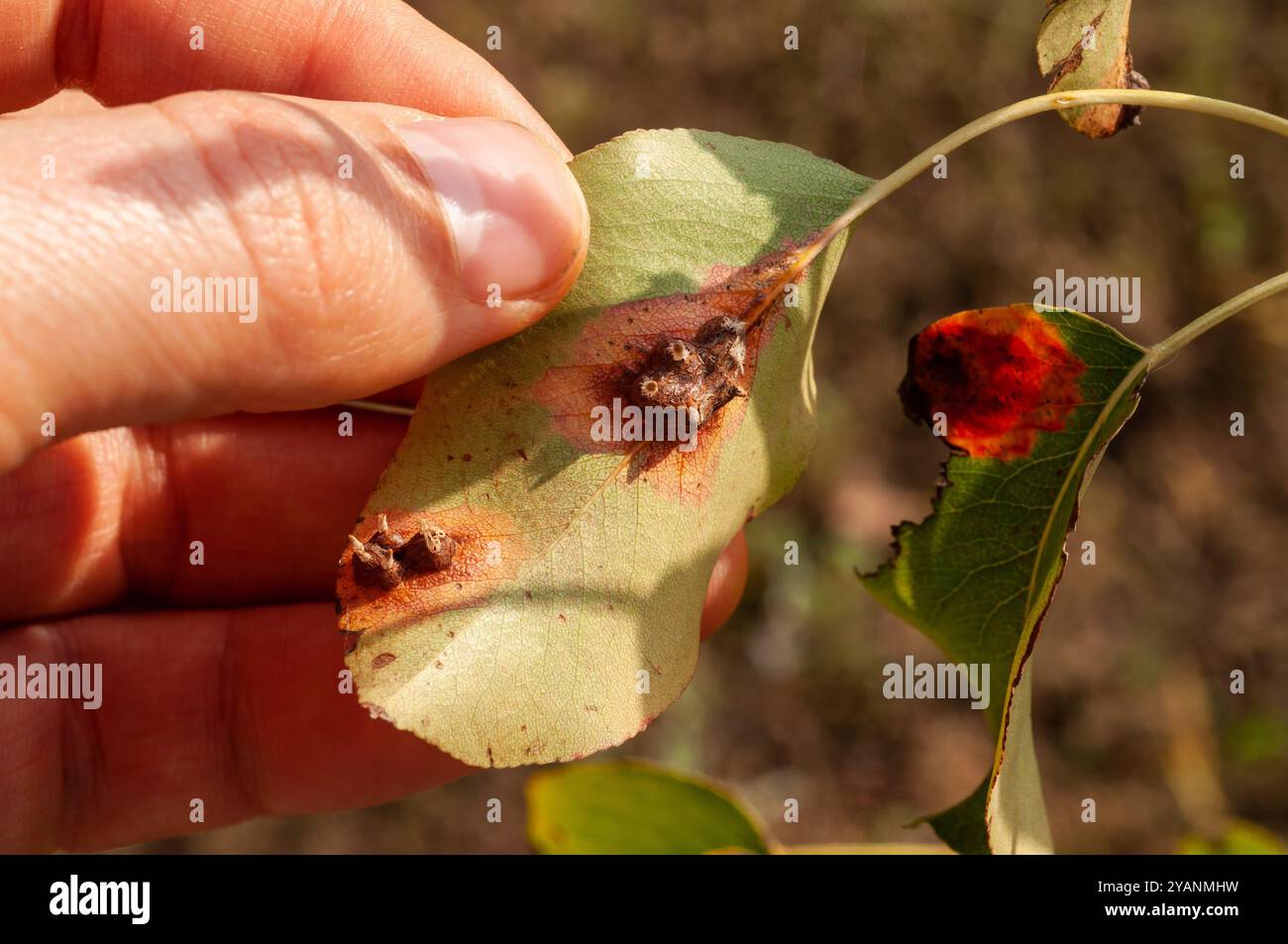 Fungal infection pear tree hi-res stock photography and images - Alamy