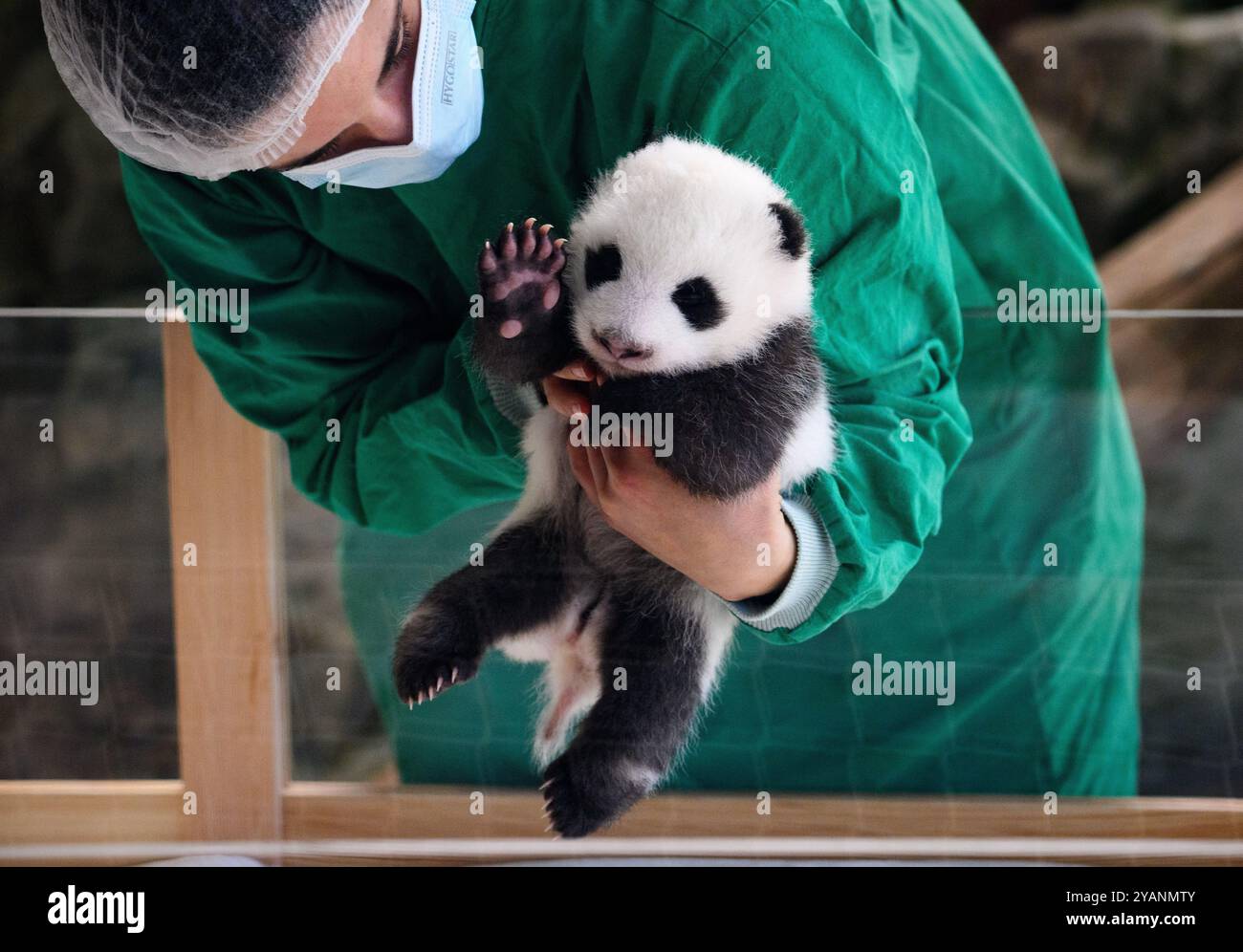 15 October 2024, Berlin: One of the two newborn panda bears is lifted ...