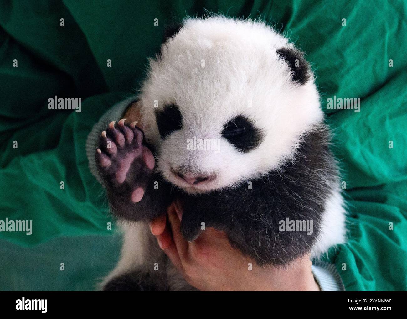 15 October 2024, Berlin: One of the two newborn panda bears is lifted ...