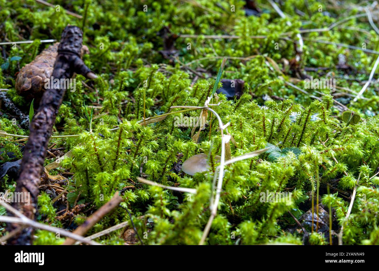 Detail of a small plant in the woods with snow, in Asiago in the winter ...
