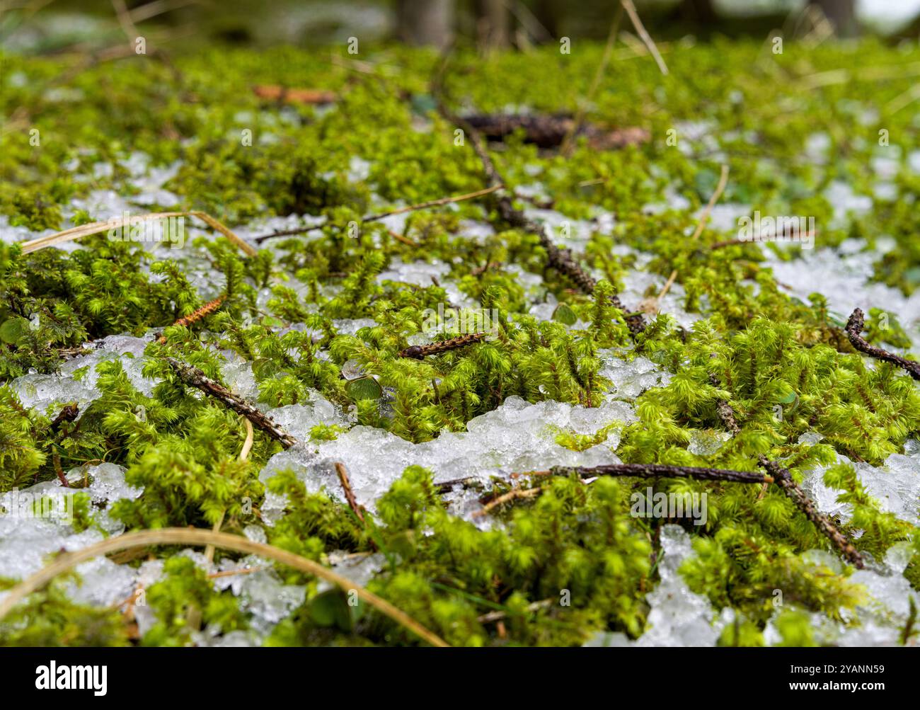 Detail of a small plant in the woods with snow, in Asiago in the winter ...