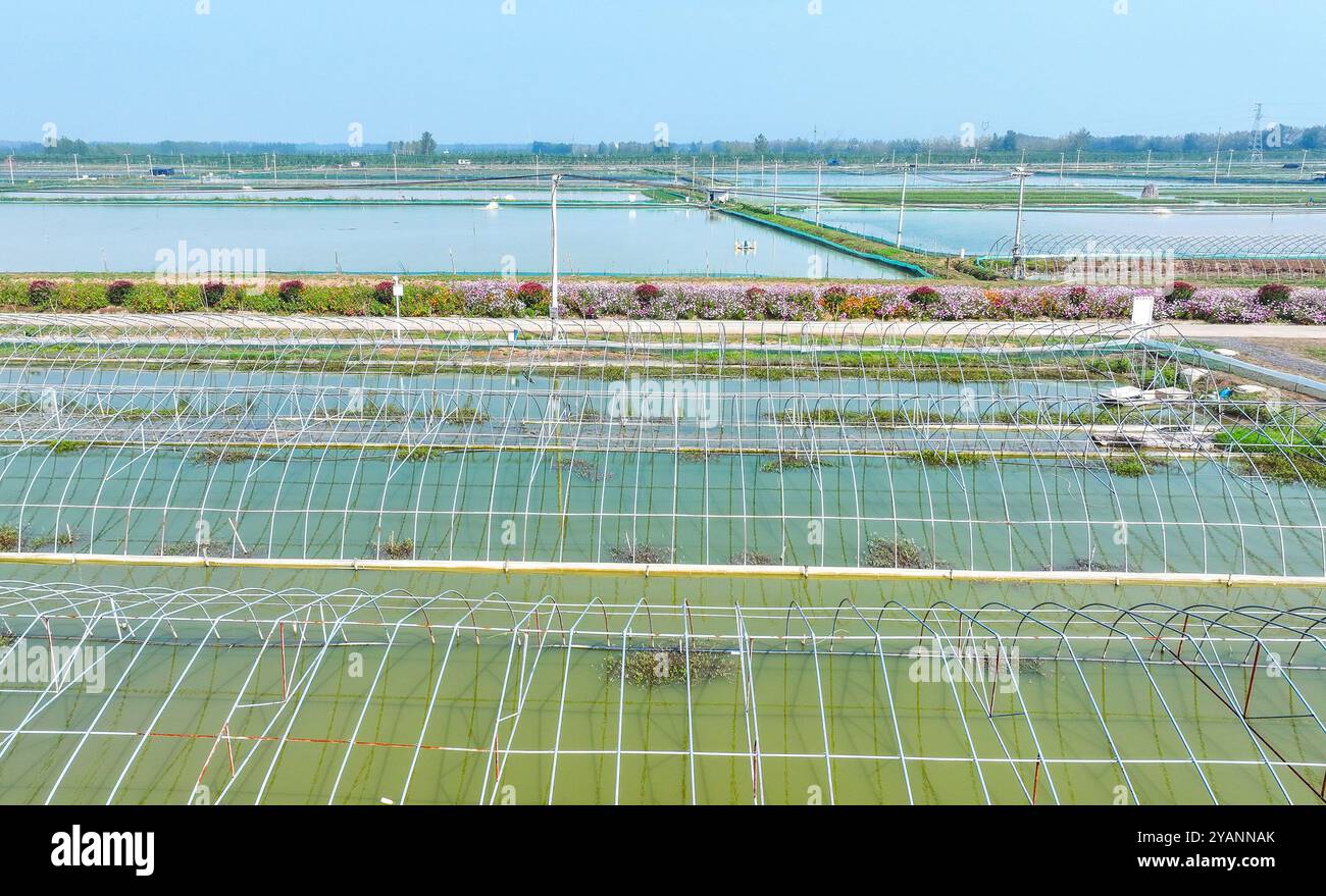 Suqian, China. 15th Oct, 2024. SUQIAN, CHINA - OCTOBER 15, 2024 - The ...