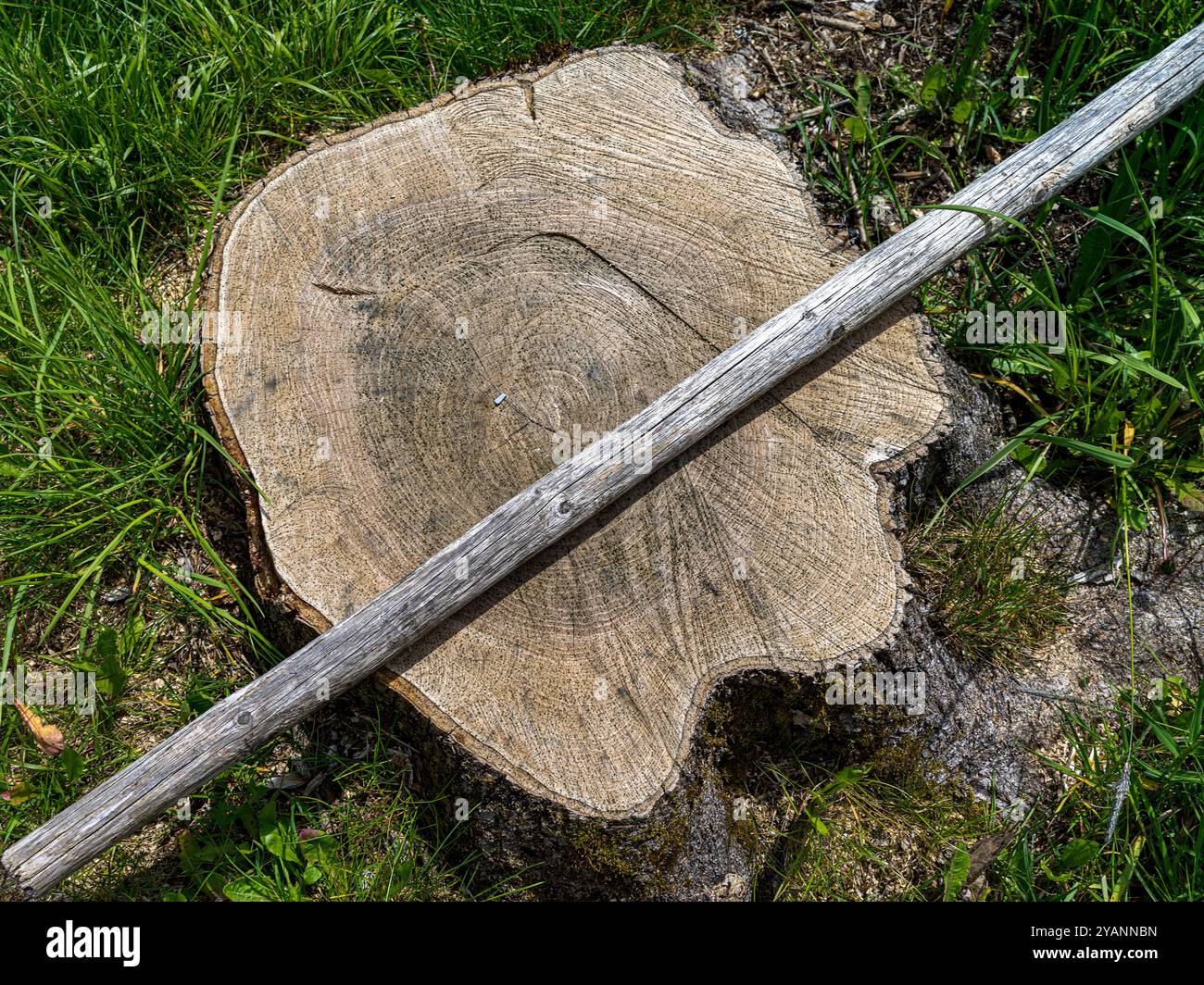 Texture of a section of cut tree trunk, in a forest in Asiago Stock ...