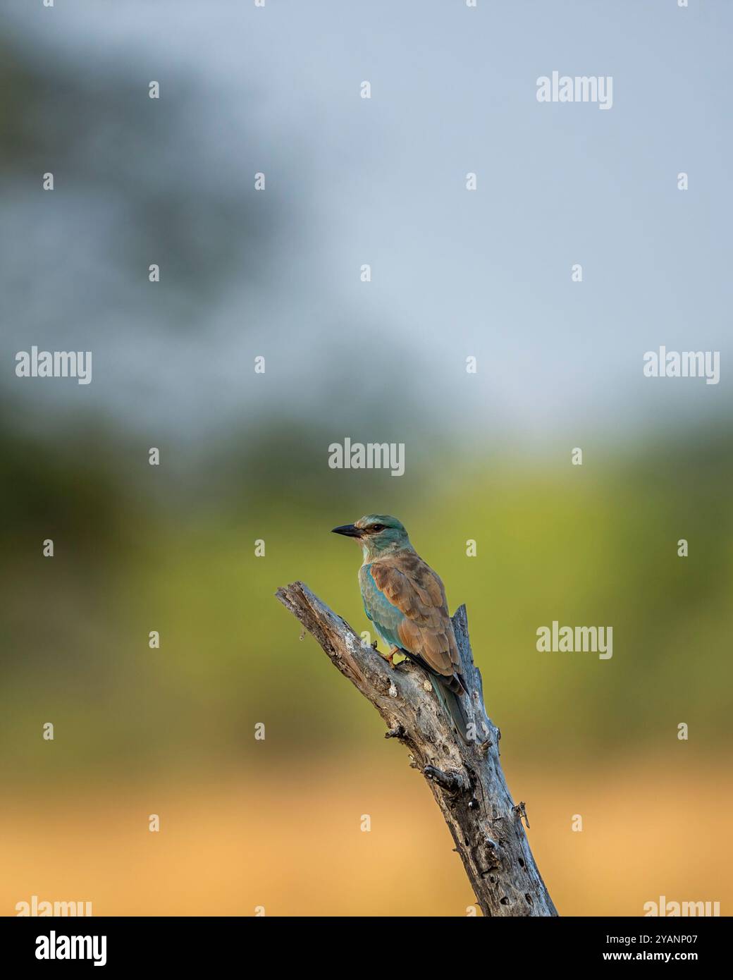 Neelkanth bird hi-res stock photography and images - Alamy