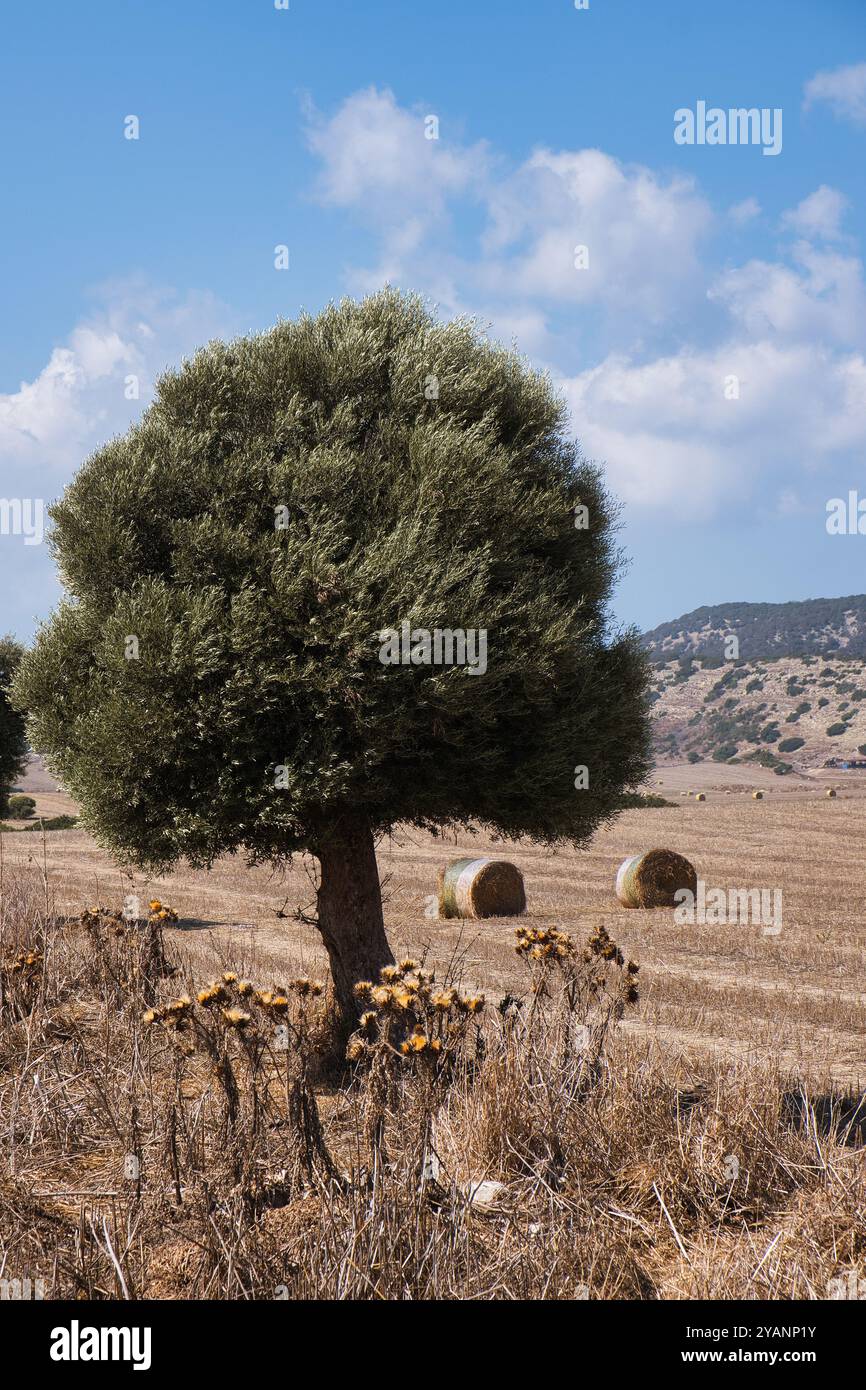 Cyprus tree plantation hi-res stock photography and images - Alamy