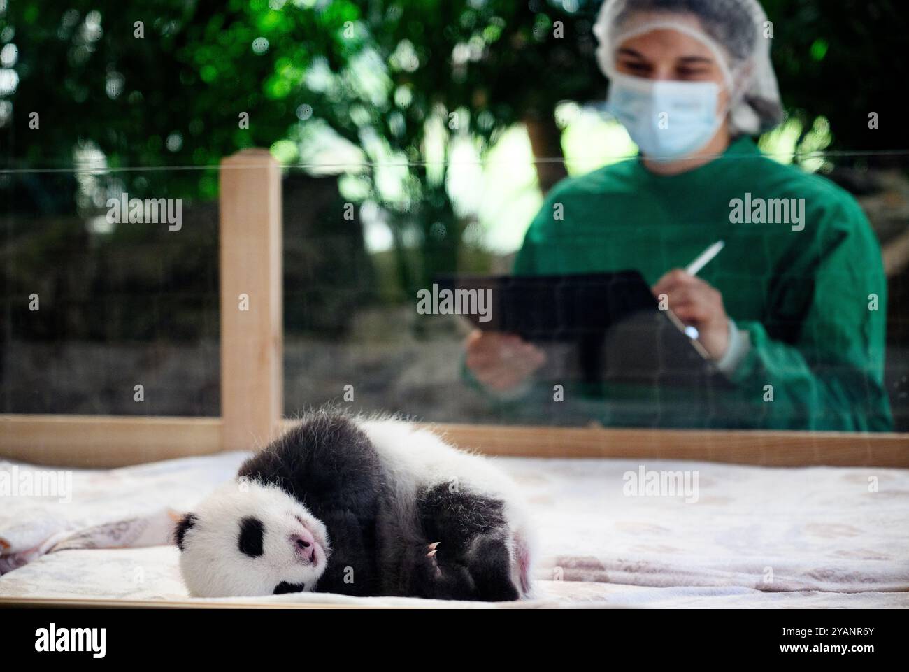 15 October 2024, Berlin: One of the two newborn panda bears lies in a ...