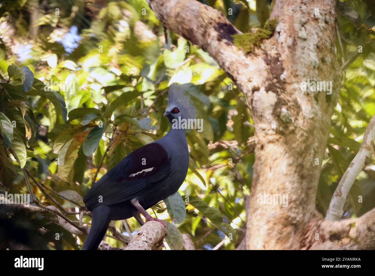The western crowned pigeon (Goura cristata) is endemic to the lowland ...