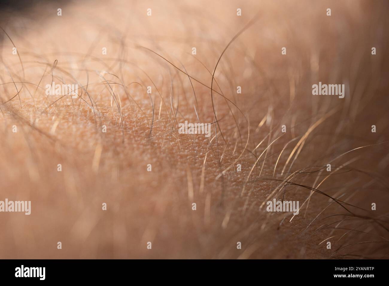 Closeup sho hi-res stock photography and images - Alamy