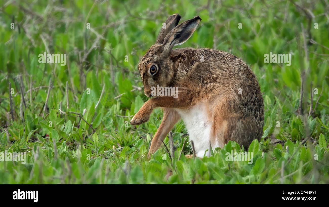European Brown Hare holding up a paw to wash Stock Photo - Alamy