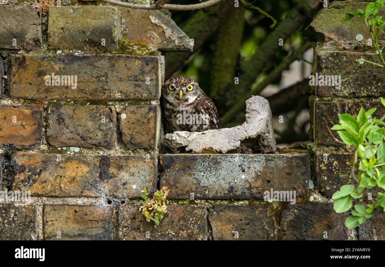 Grumpy looking little owl sitting in the window of a derelict building ...