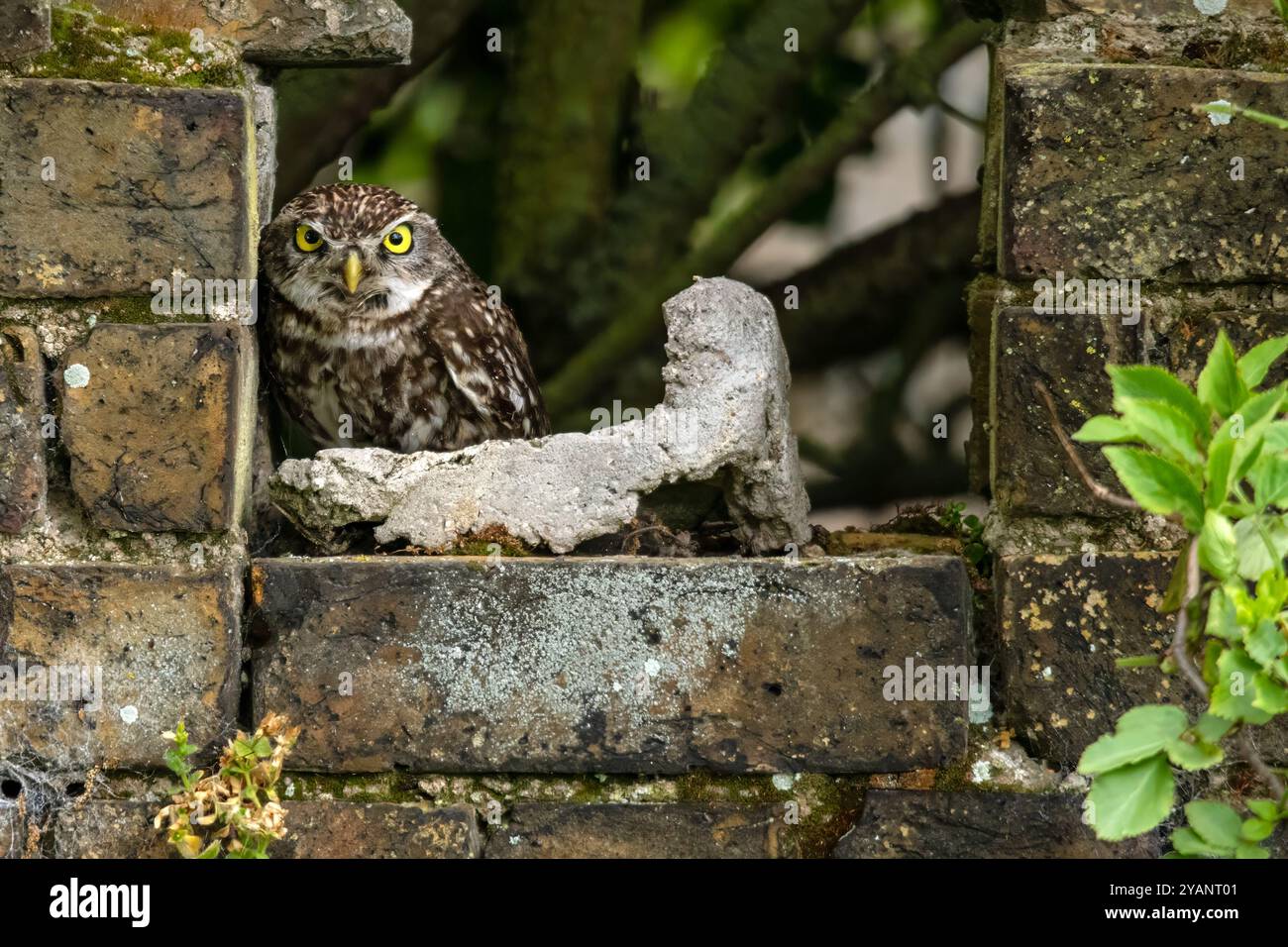 Brick building owl hi-res stock photography and images - Alamy