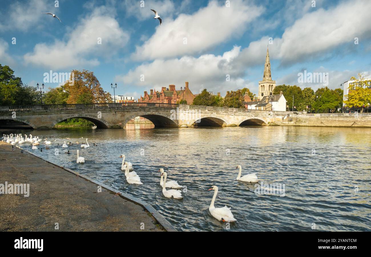 Swan swans bedford bridge hi-res stock photography and images - Alamy