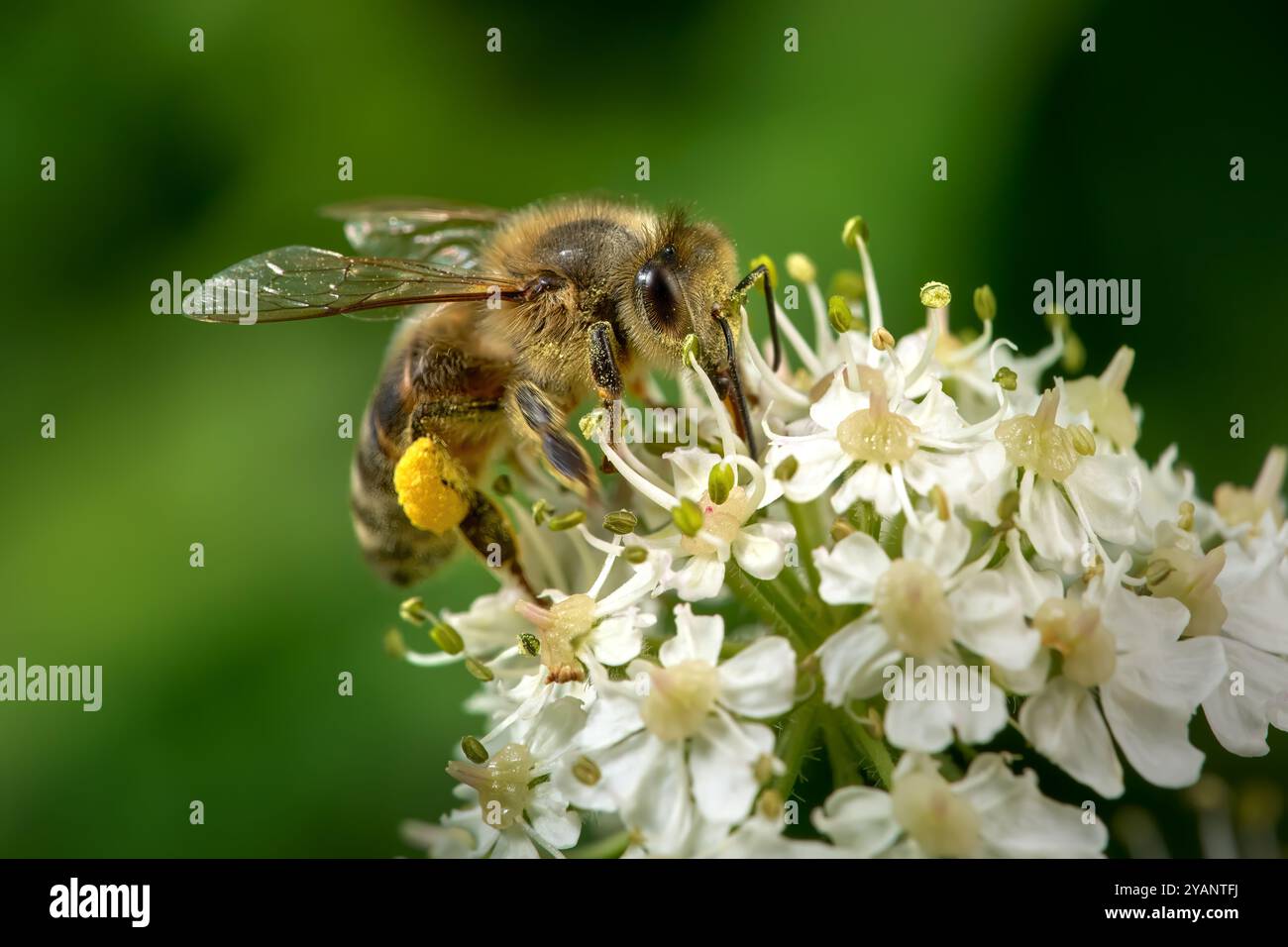 Bee with filled pollen basket on flowers of Common Hogweed Stock Photo ...