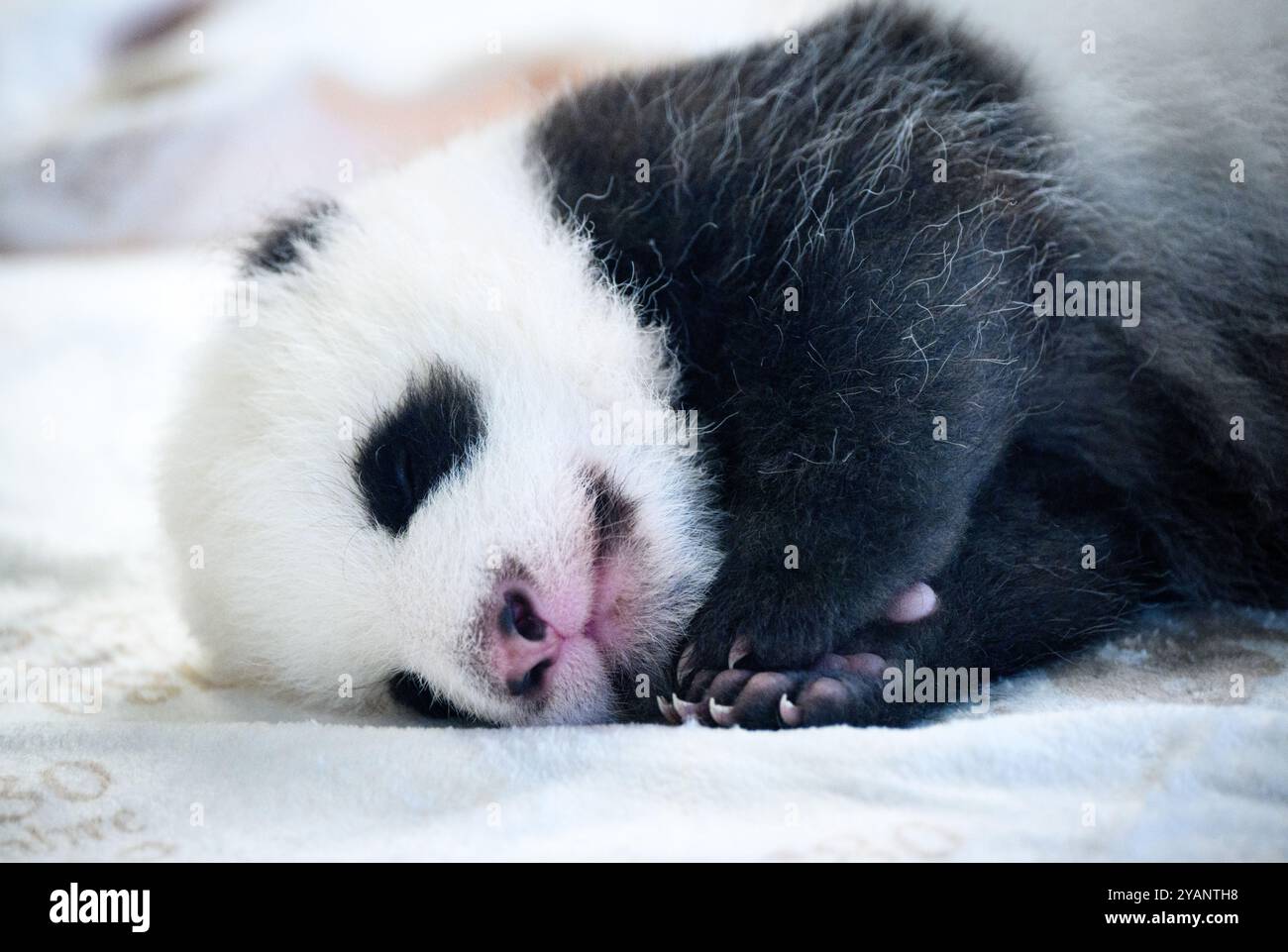 15 October 2024, Berlin: One of the two newborn panda bears lies in a ...
