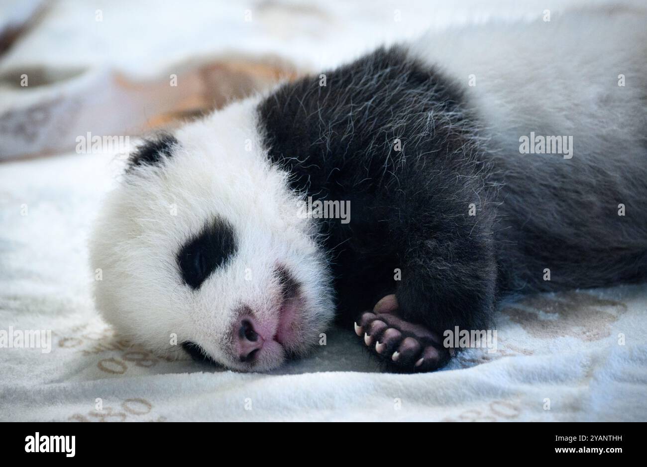 15 October 2024, Berlin: One of the two newborn panda bears lies in a ...