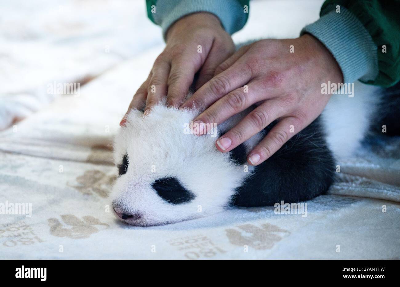 15 October 2024, Berlin: One of the two newborn panda bears lies in a ...