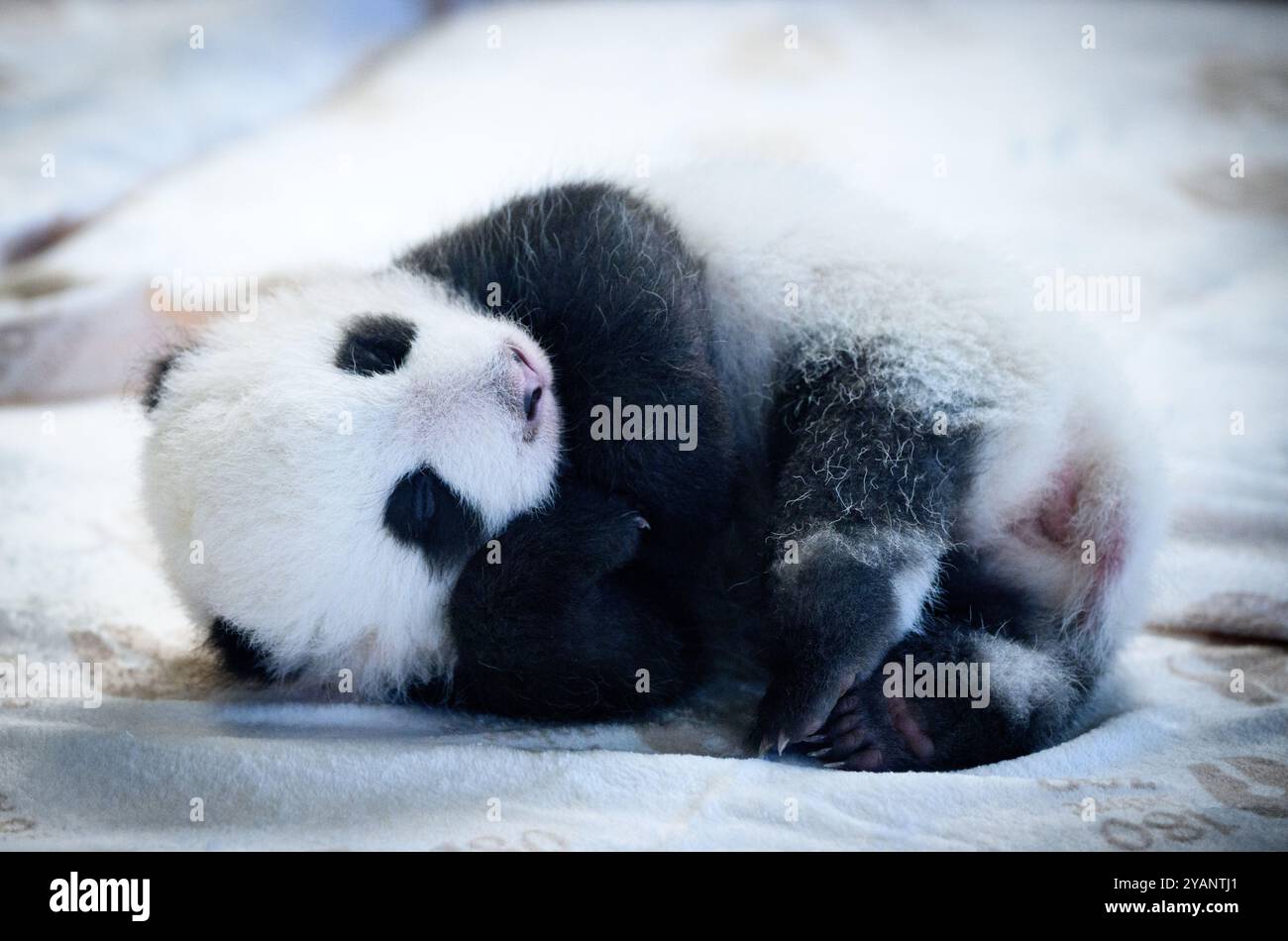 15 October 2024, Berlin: One of the two newborn panda bears lies in a ...