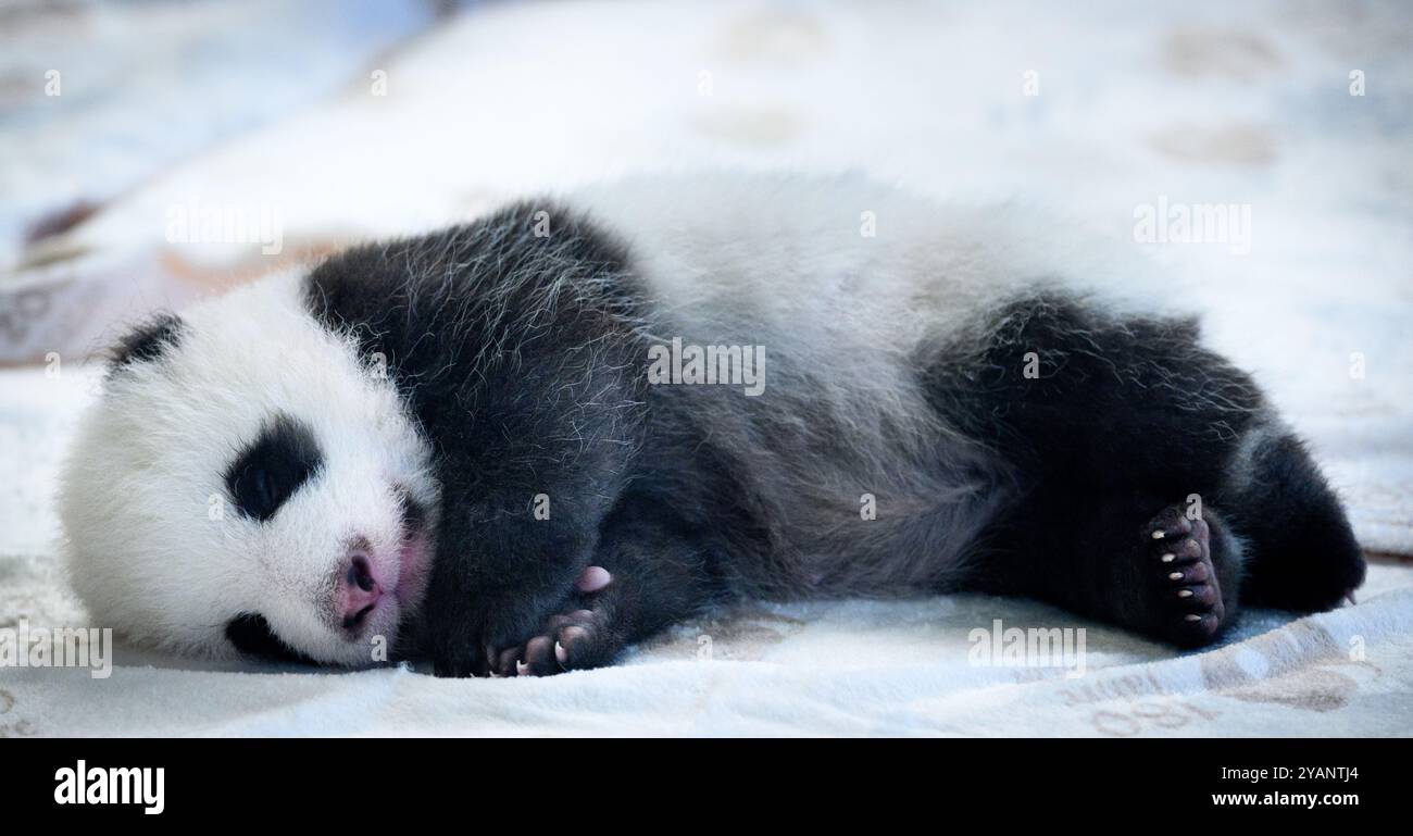 15 October 2024, Berlin: One of the two newborn panda bears lies in a ...