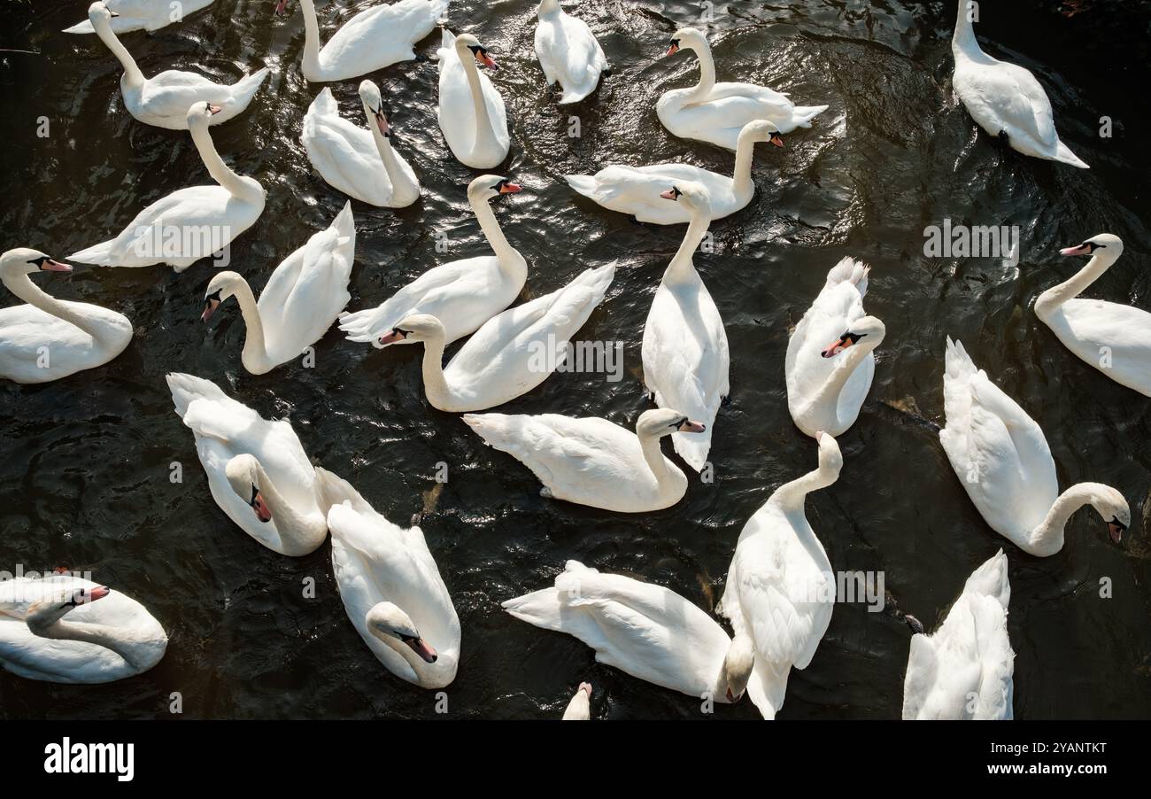 Flock swans in river aerial hi-res stock photography and images - Alamy