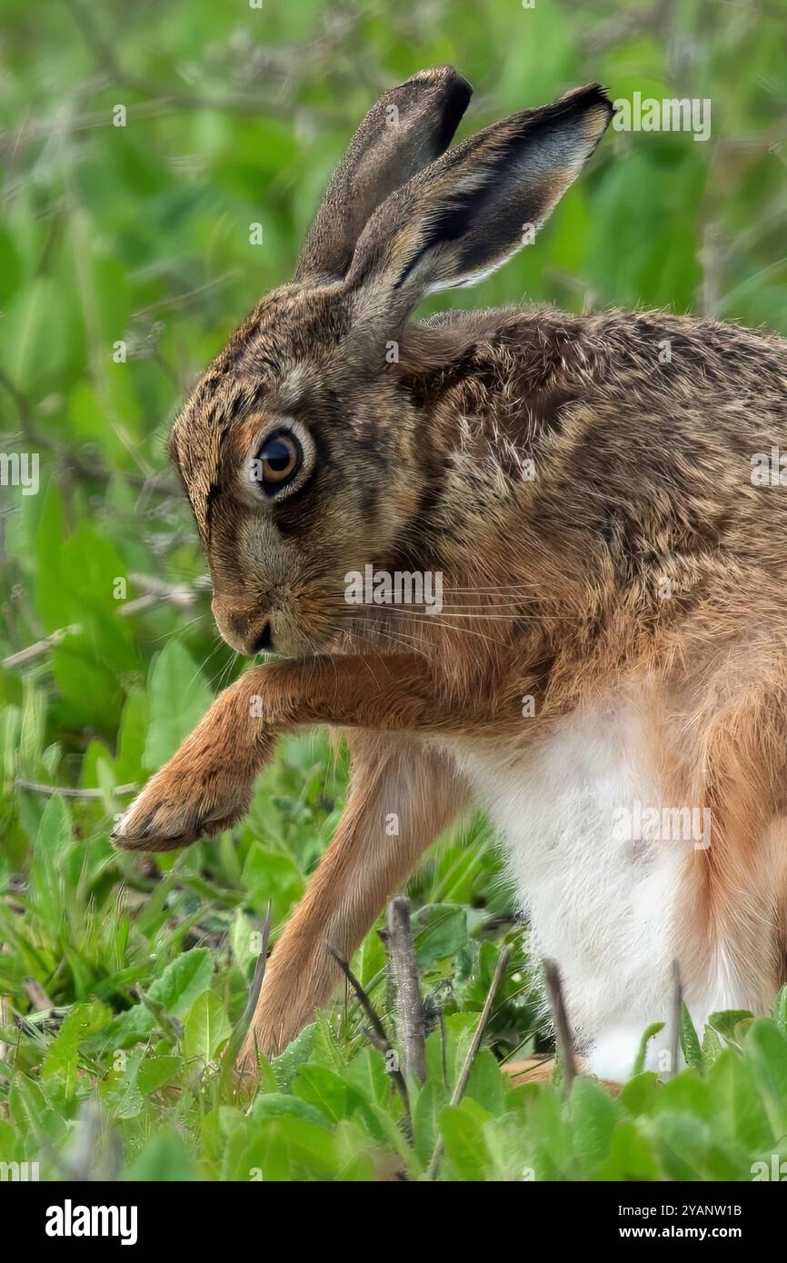 European Brown Hare holding up a paw to wash Stock Photo - Alamy