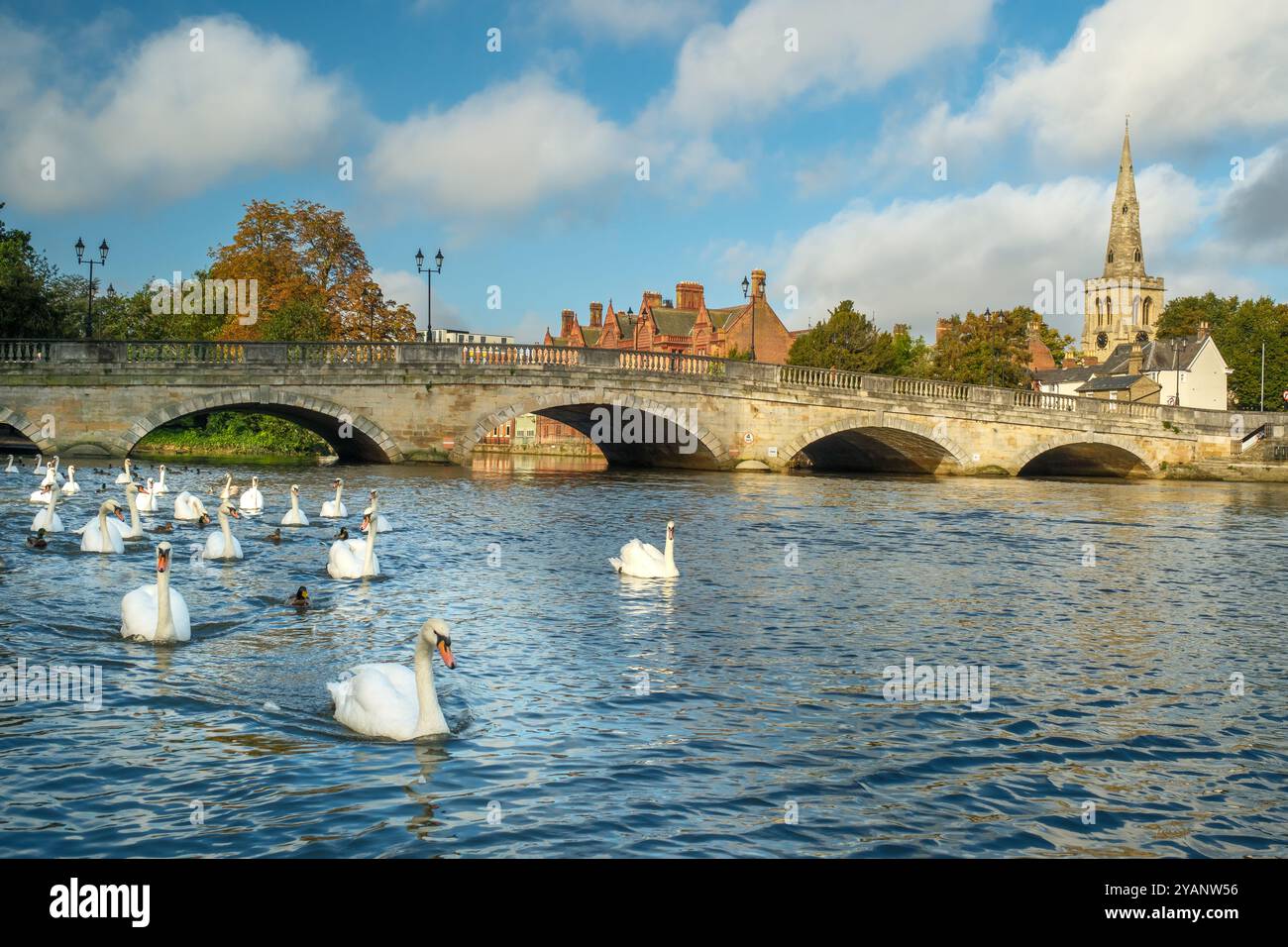 Swan swans bedford bridge hi-res stock photography and images - Alamy