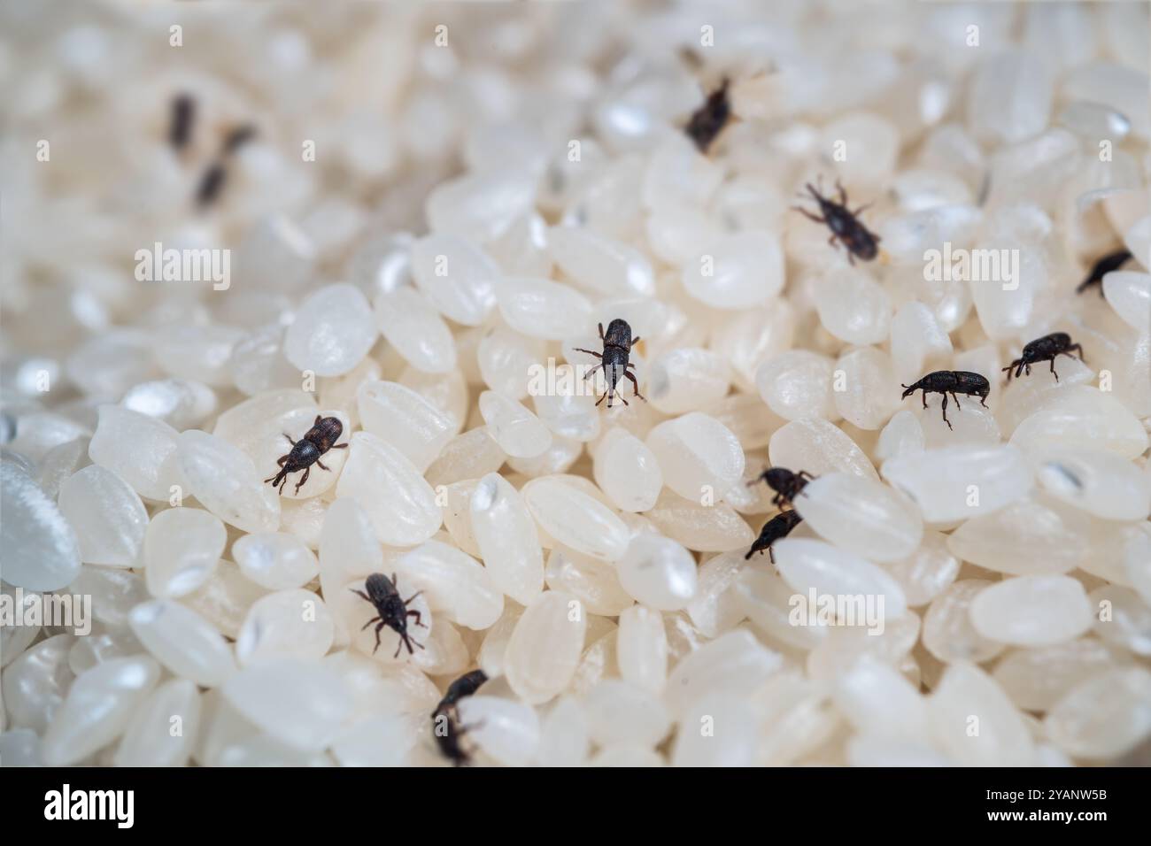 Spoiled rice with many Sitophilus Conicollis - rice weevil bugs Stock ...