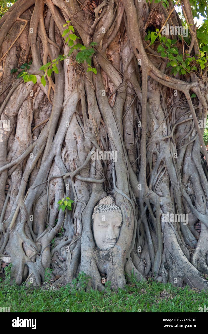 Wat Mahathat temple in Ayutthaya, Thailand: the historical park with ...