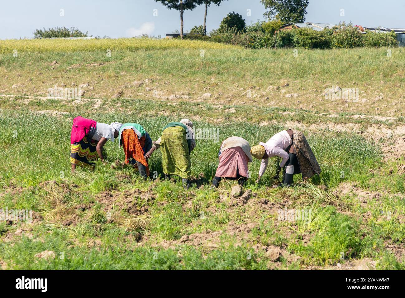 Female bending over hi-res stock photography and images - Alamy