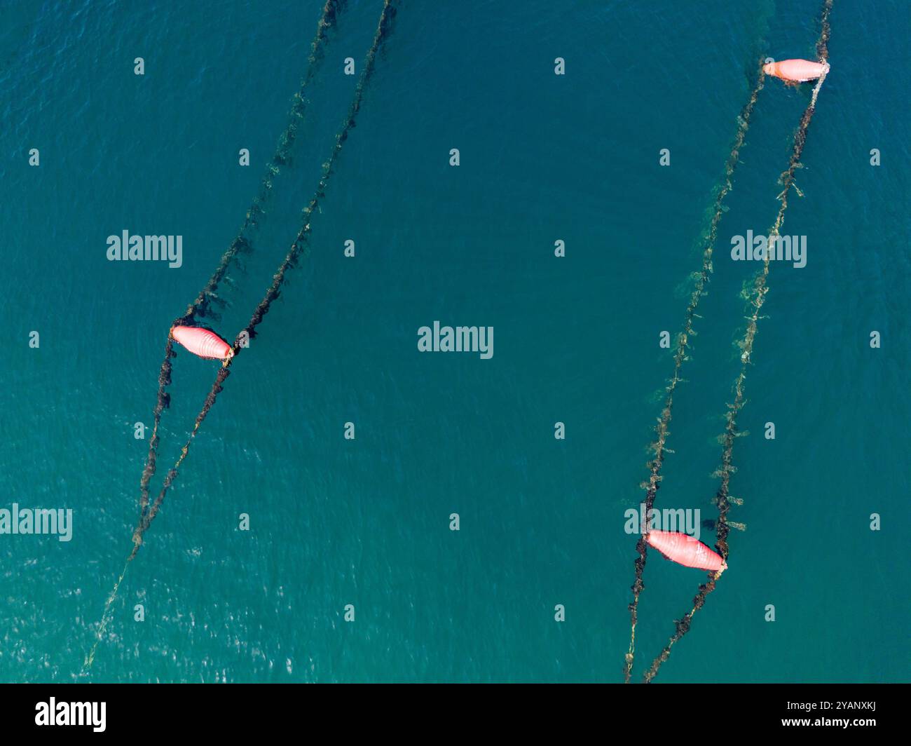 Aerial of mussel aquaculture hi-res stock photography and images - Alamy