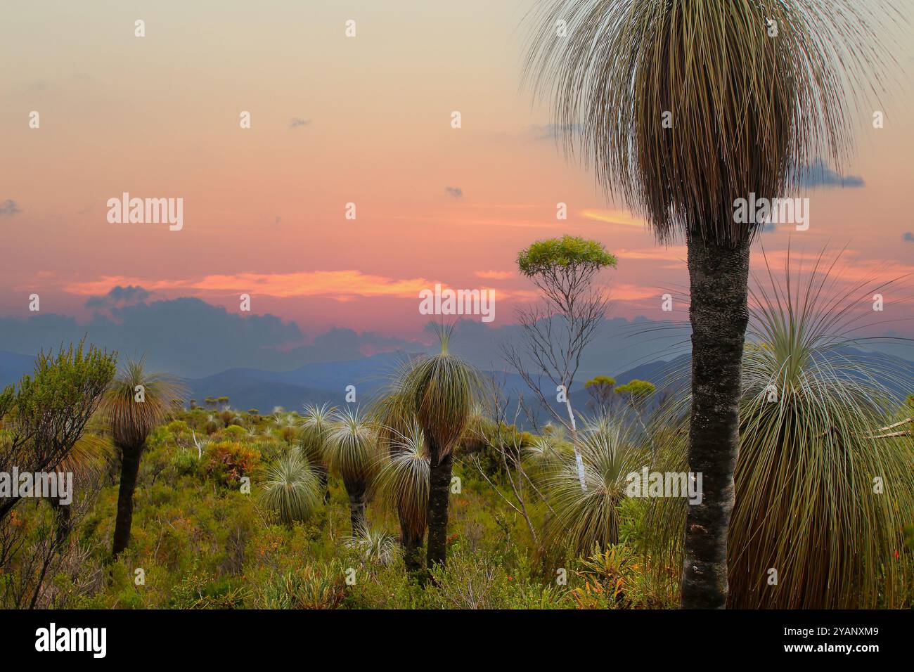 View over the Stirling Range with its grass trees Kingia australis ...