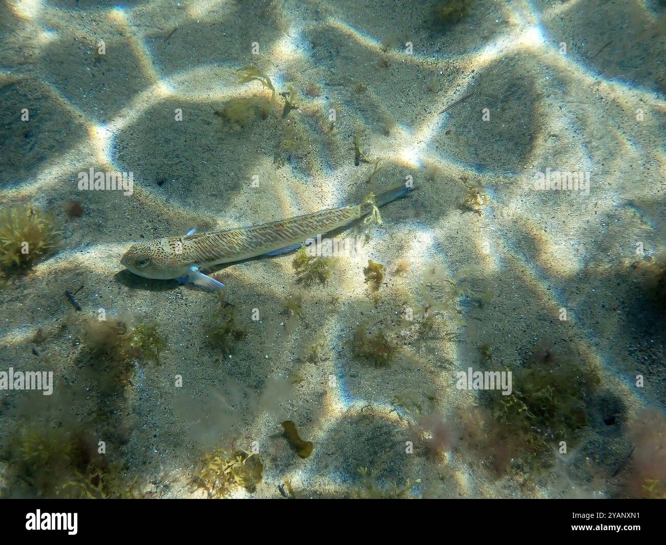 Greater weever (Trachinus draco) a venomous marine fish hiding in the ...