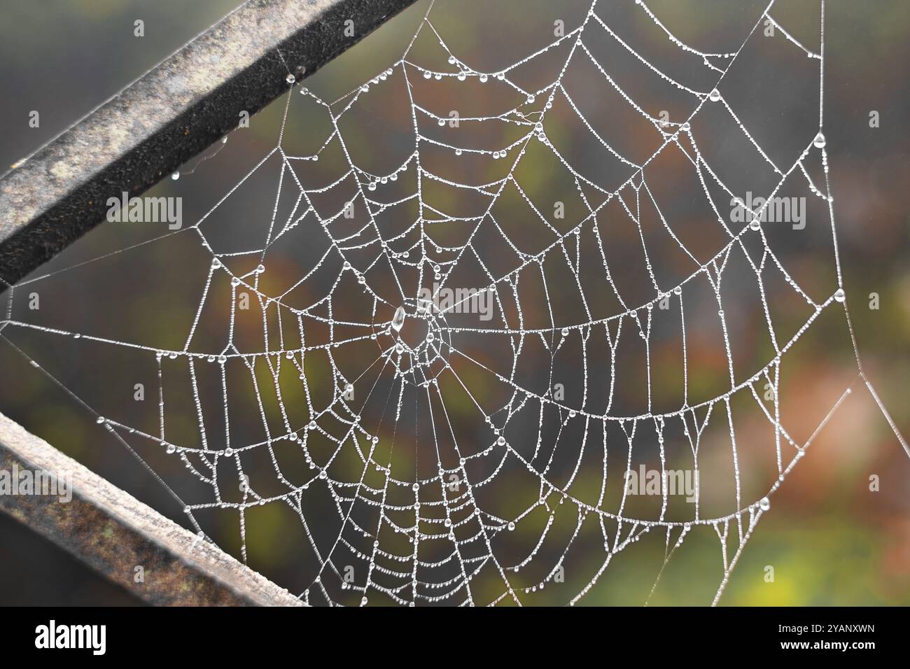 Water droplets trapped in spider webs Stock Photo - Alamy