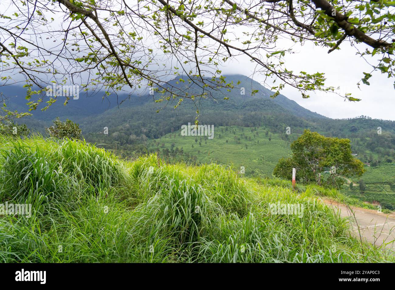 Yellamalai from Gudalur, Tamil Nadu - A Plantation Village in Tamil ...