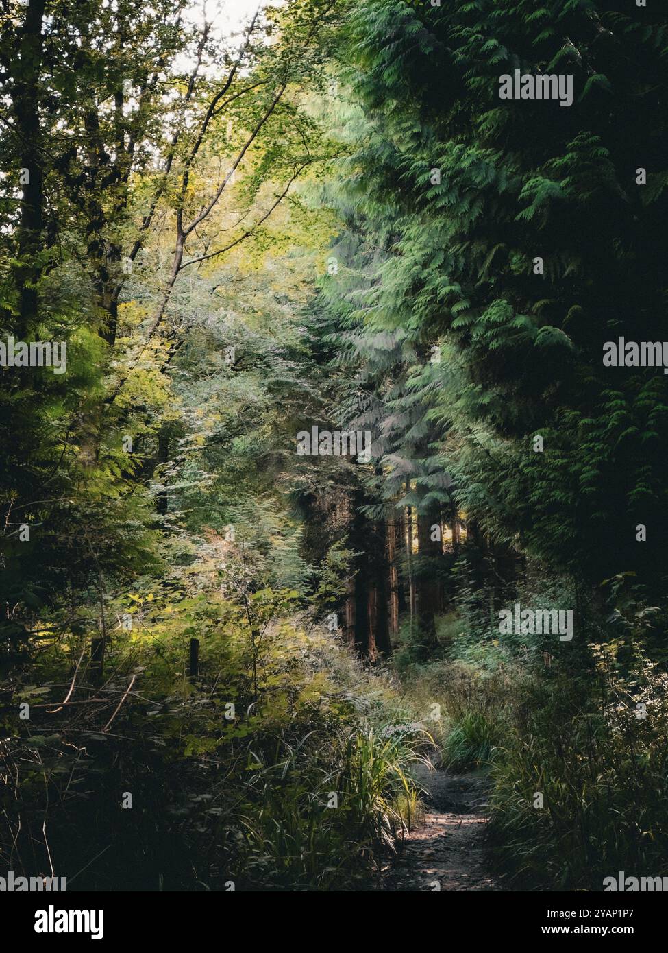 Pathway into the woods and Goblin Combe, near Bristol, England Stock ...