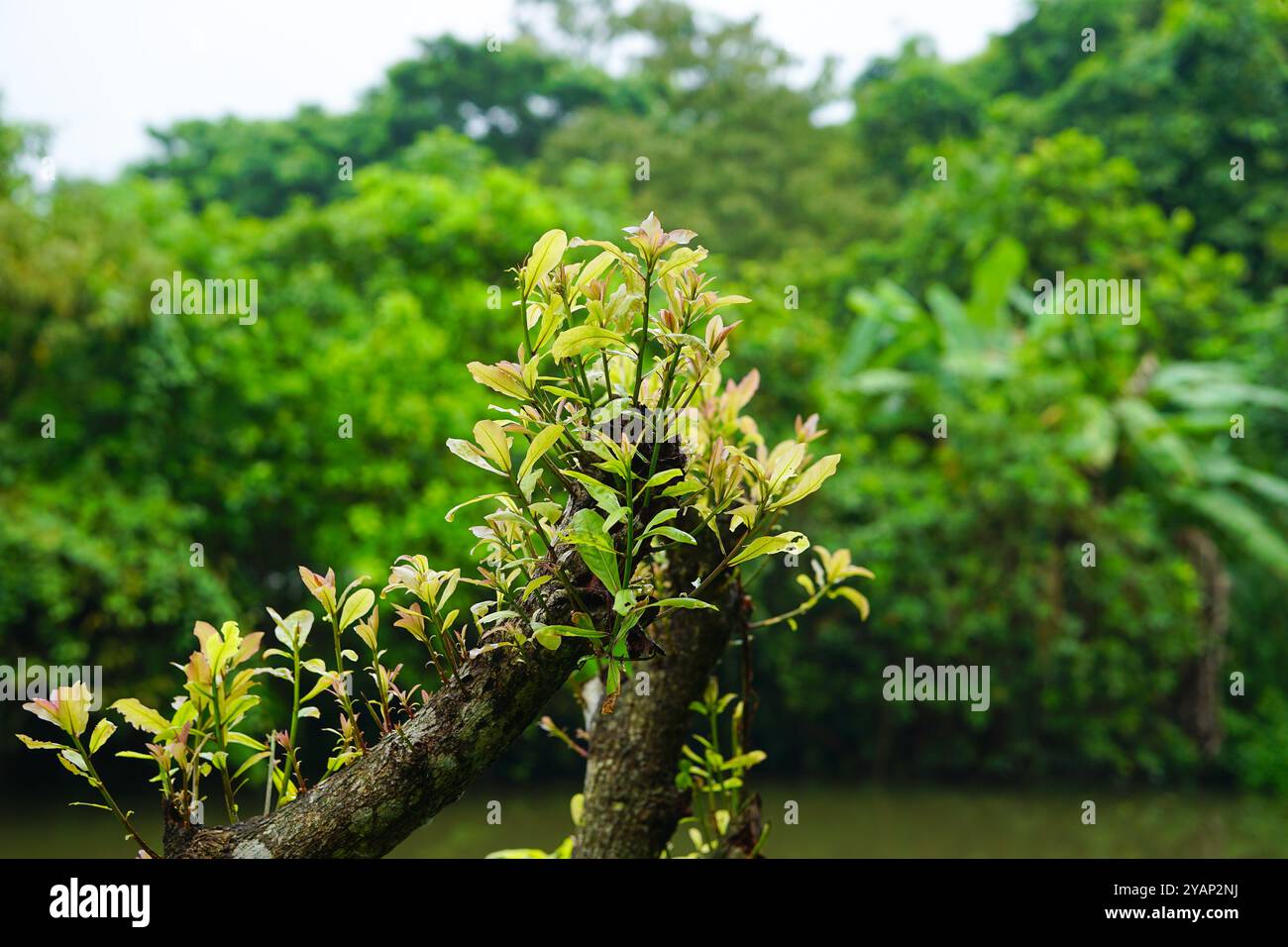 Tree back to life, New tree from stump, Indian Oak or Barringtonia ...